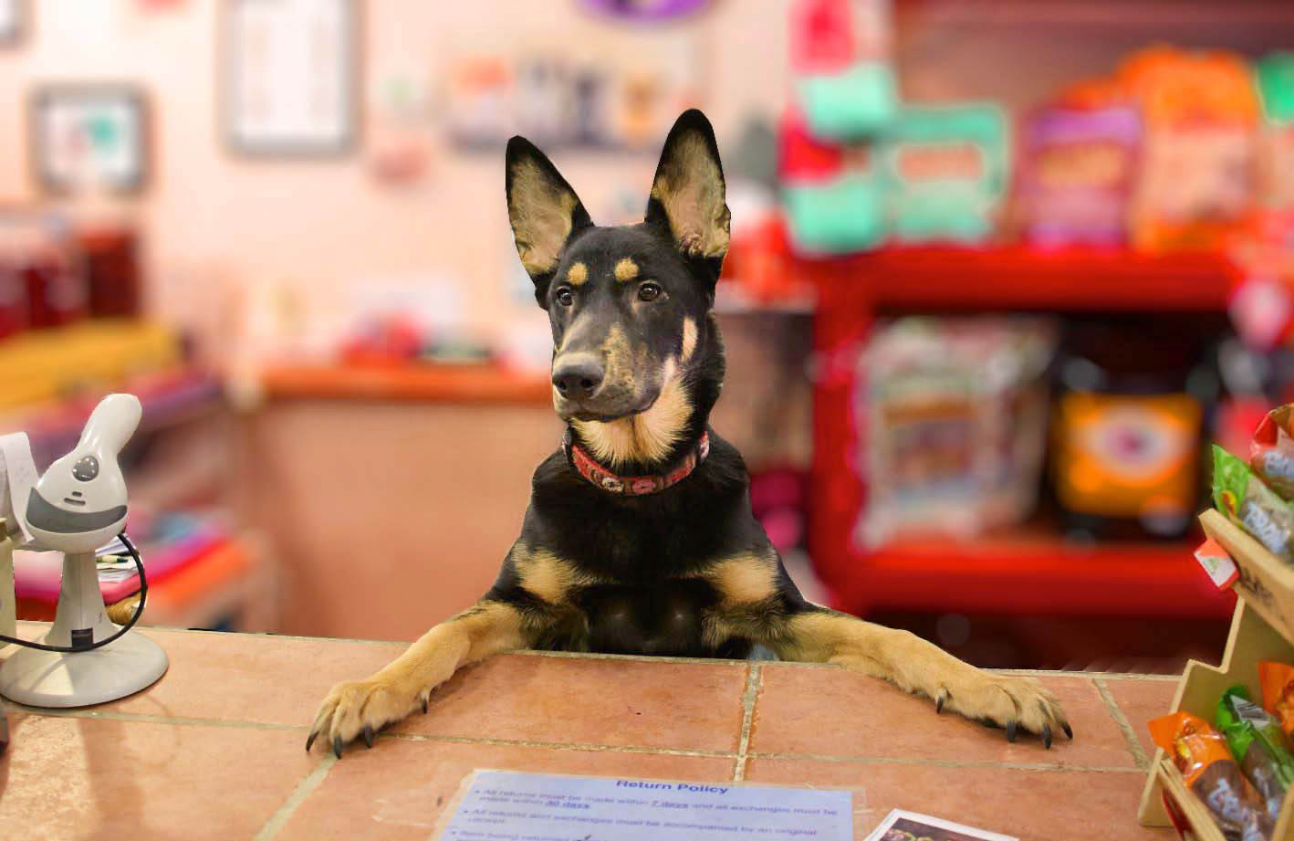 Τα αγαπημένα μας pet shops: Τα καλύτερα προϊόντα και υπηρεσίες για τους ...
