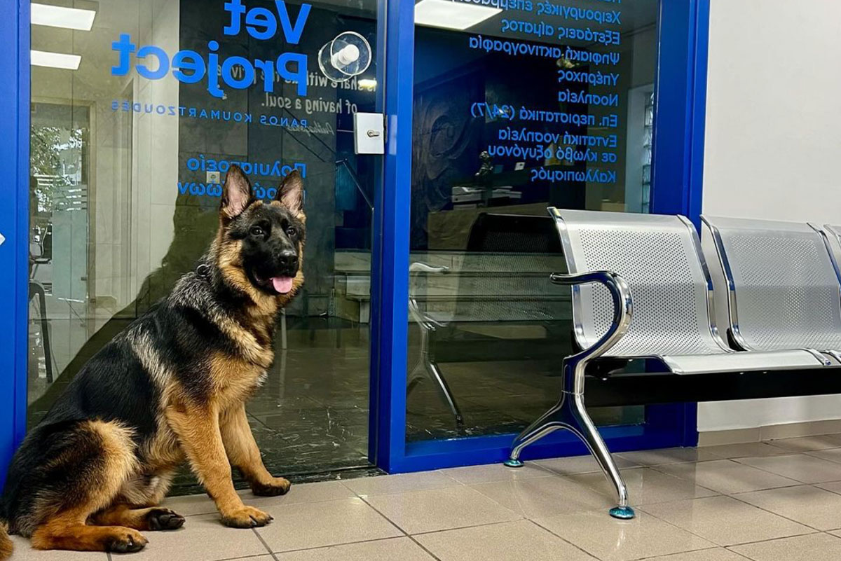 Vet Project: Ένα υπερσύγχρονο πολυιατρείο στο Κολωνάκι, αφιερωμένο με ...